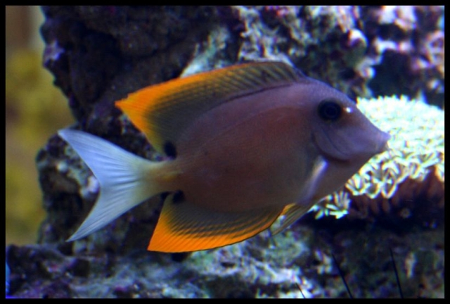 Flame Fin Tomini Tang
